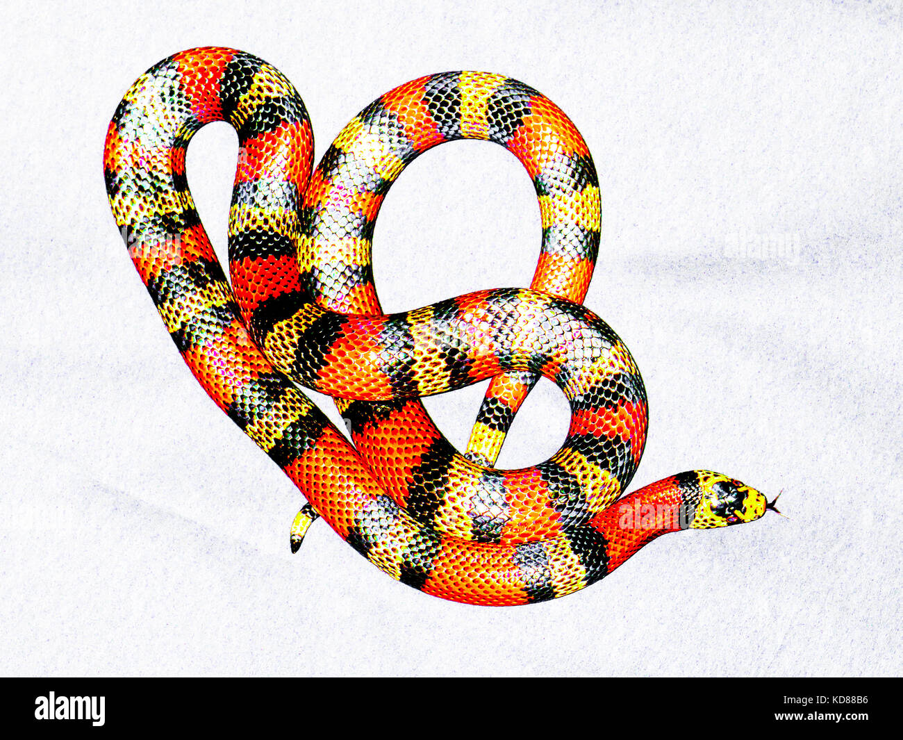 Red and Yellow striped overexposed snake on white background Stock ...