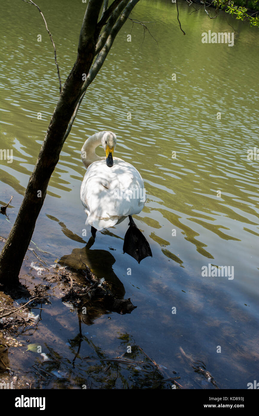 Single swans lives in the natural environment Stock Photo - Alamy