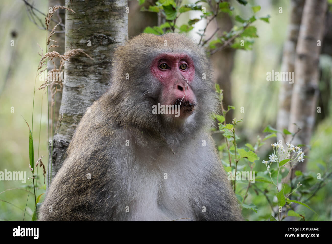 Japanese monkey, in Kamikochi, Northern Japan Alps, Nagano Prefecture ...