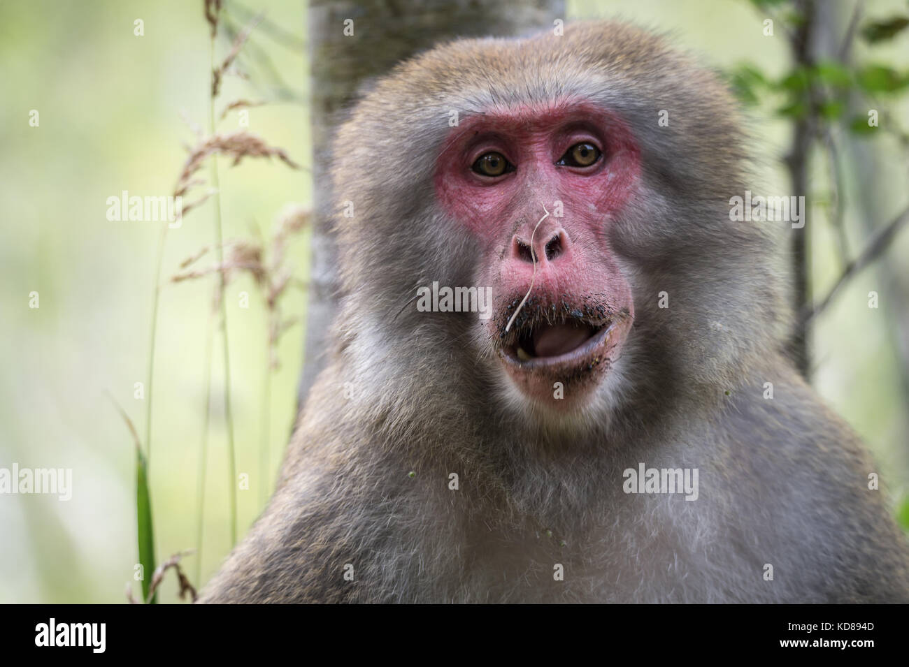 Japanese monkey, in Kamikochi, Northern Japan Alps, Nagano Prefecture ...