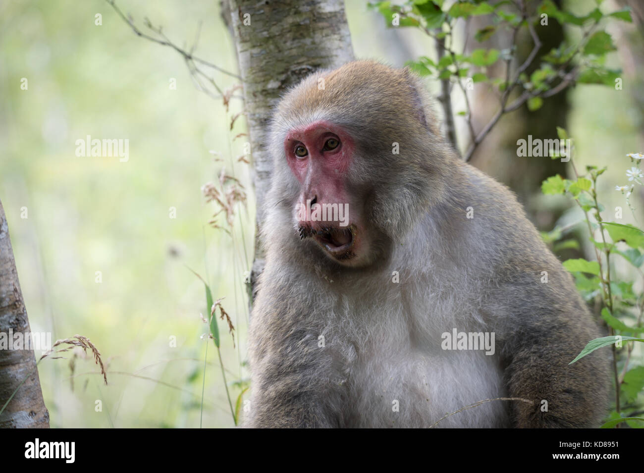 Japanese monkey, in Kamikochi, Northern Japan Alps, Nagano Prefecture ...