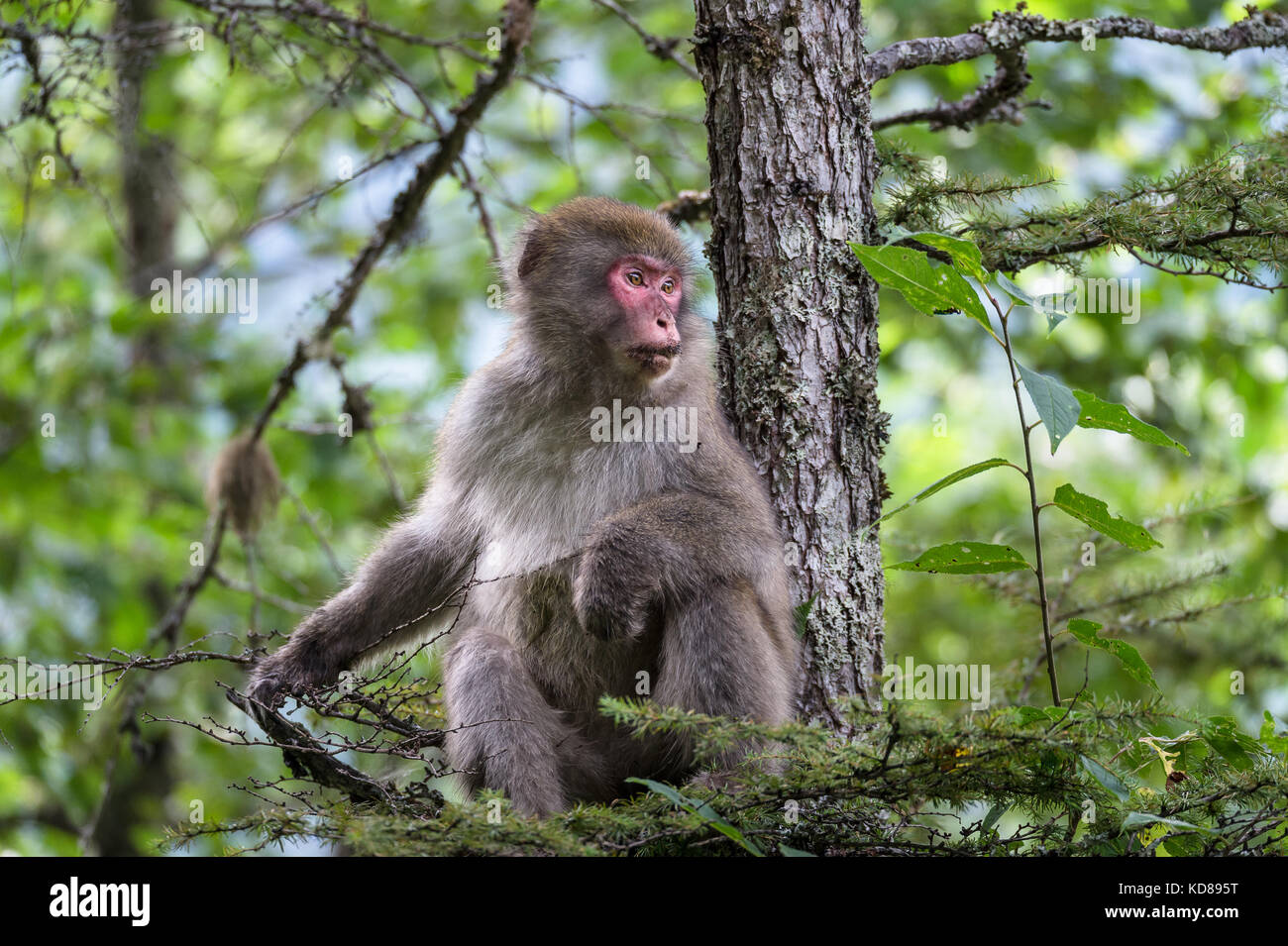 Japanese monkey, in Kamikochi, Northern Japan Alps, Nagano Prefecture ...