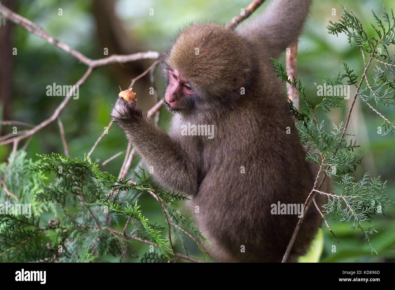 Japanese monkey eating a mushrom, in Kamikochi, Northern Japan Alps ...