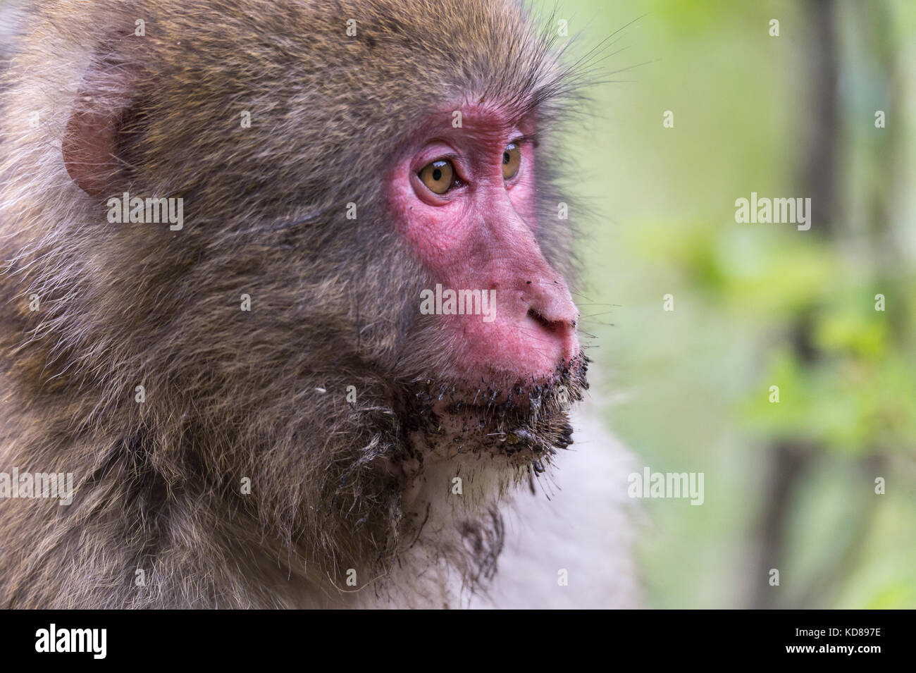 Japanese monkey, in Kamikochi, Northern Japan Alps, Nagano Prefecture ...