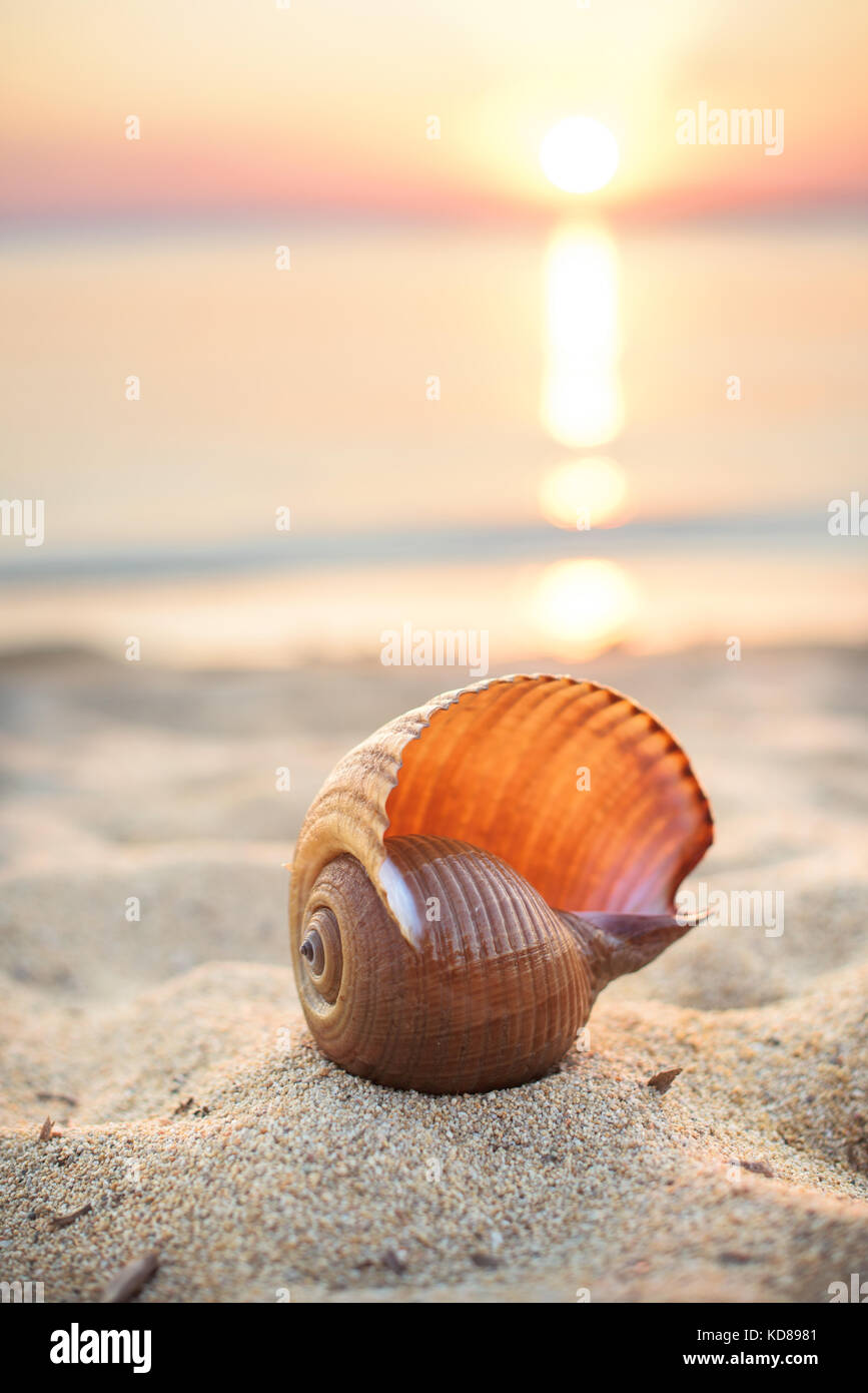 Beauty shell hi-res stock photography and images - Alamy