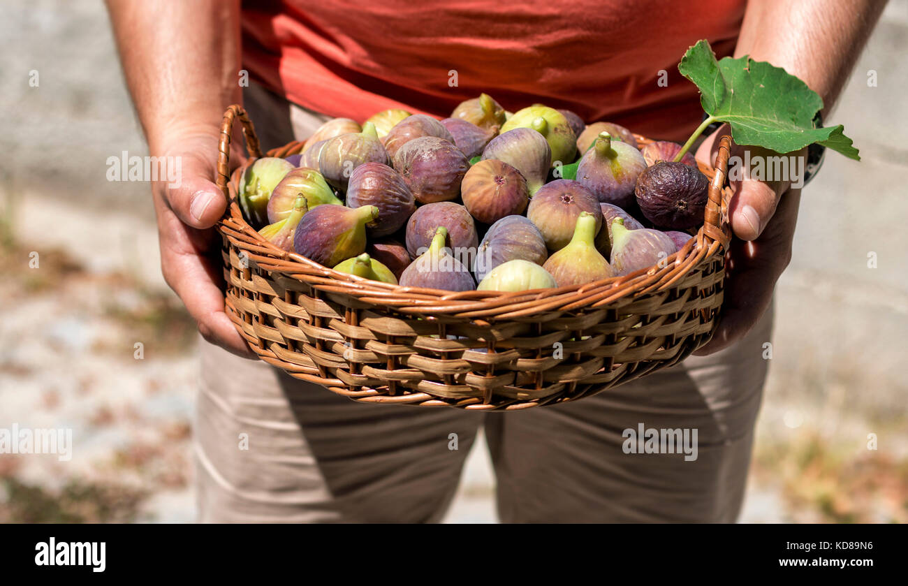 Hands holding figs hi-res stock photography and images - Alamy