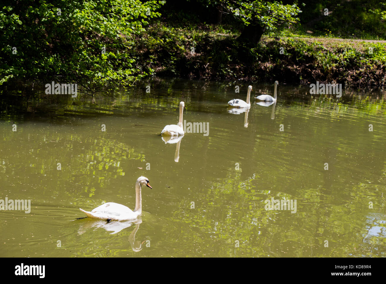 Lovely swans live in the natural environment Stock Photo - Alamy