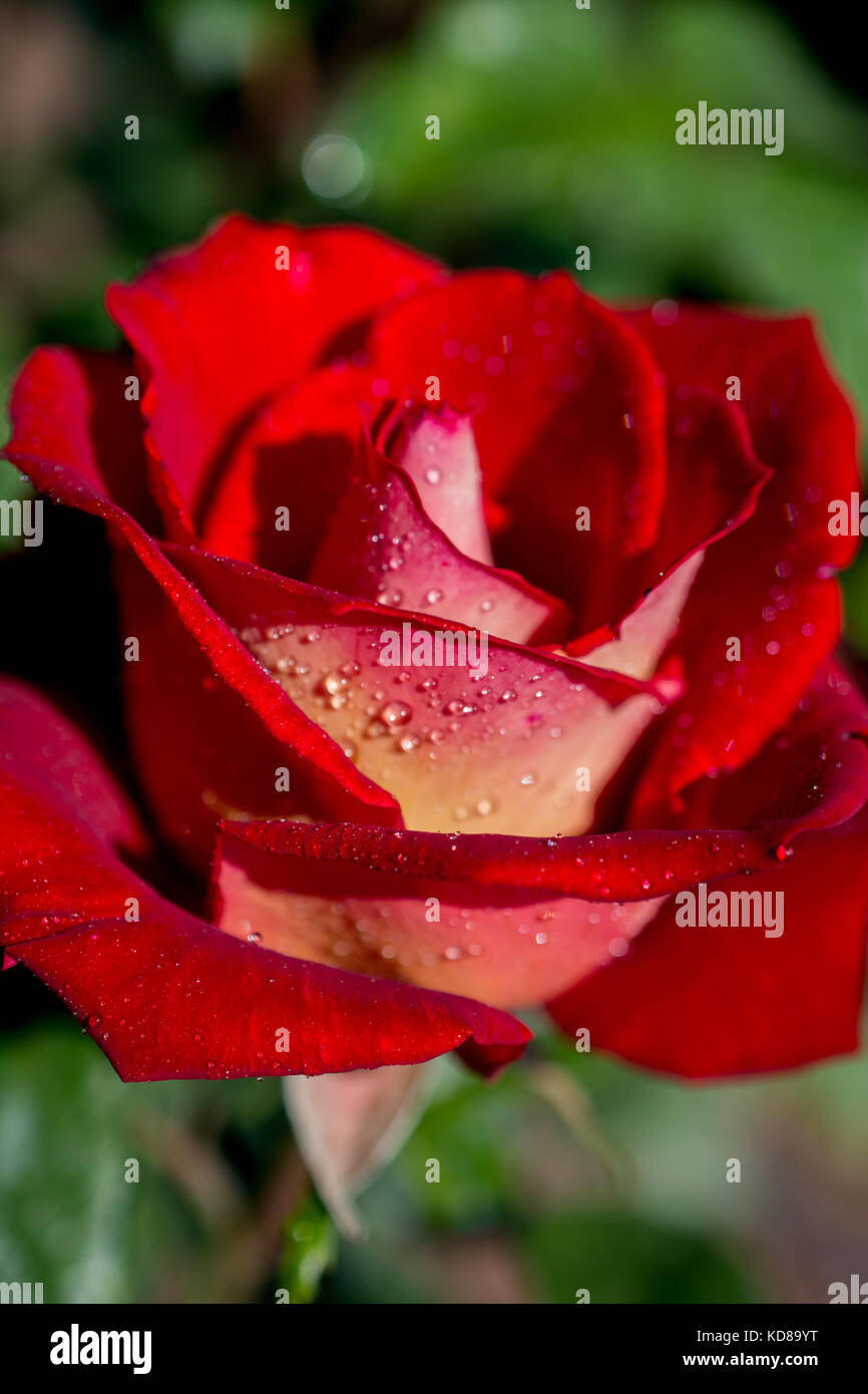 Beautiful fresh roses in close up view Stock Photo - Alamy