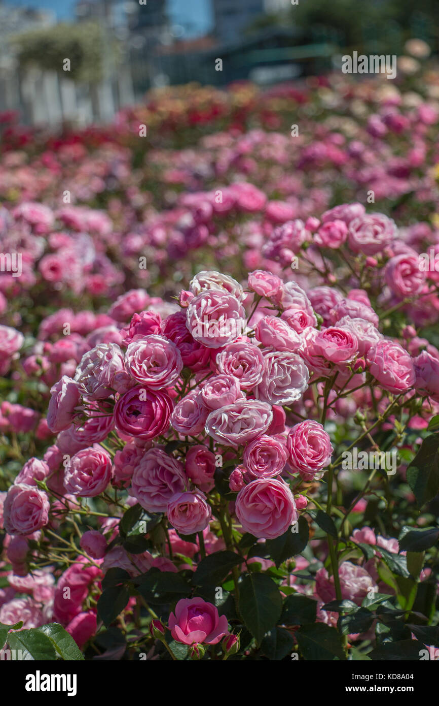 Blooming beautiful colorful roses in the garden background Stock Photo ...
