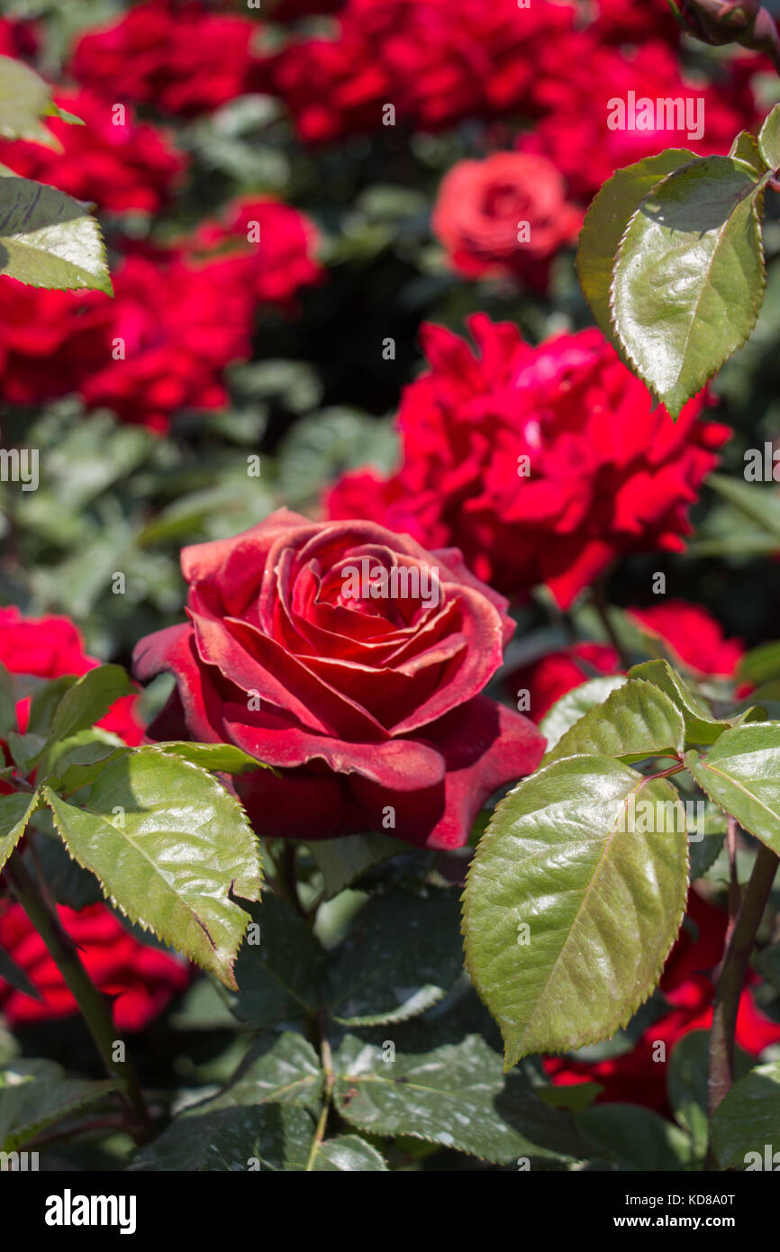 Blooming beautiful colorful roses in the garden background Stock Photo ...