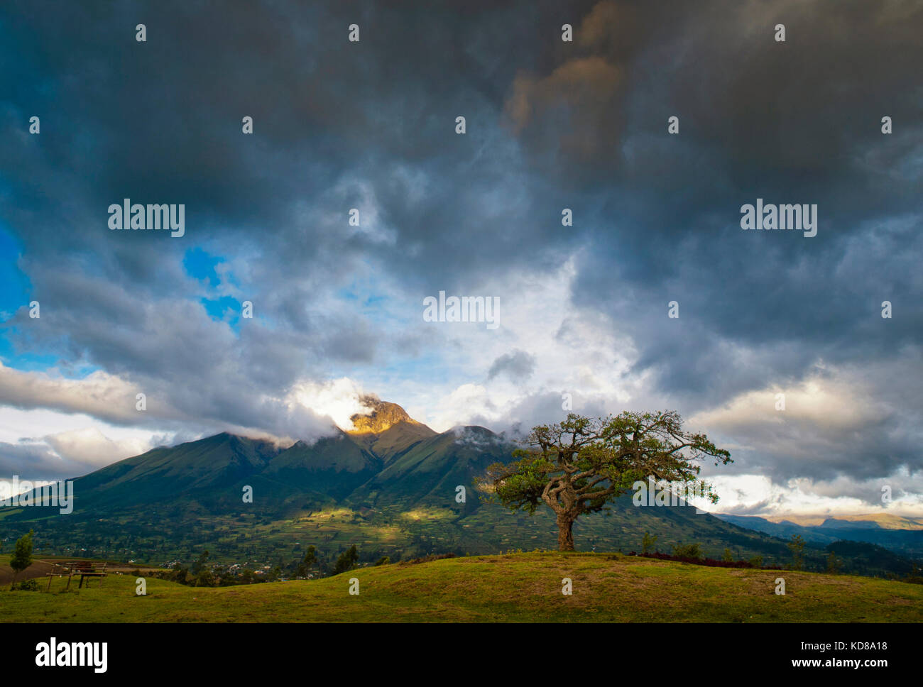 The Healing tree (El Lechero) by Imbabura volcano, Otavalo, Ecuador ...