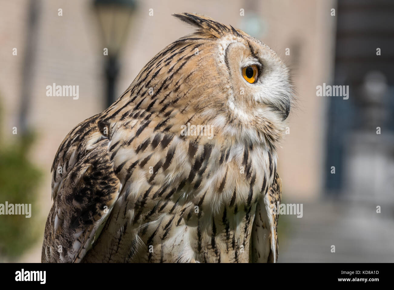 Eagle owl bird of prey close-up Stock Photo - Alamy