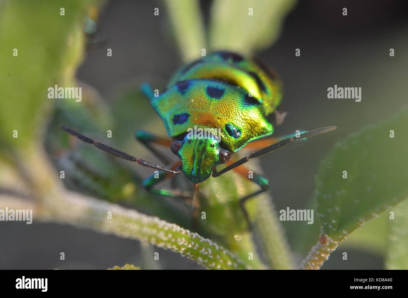 Tentacled insects hi-res stock photography and images - Alamy