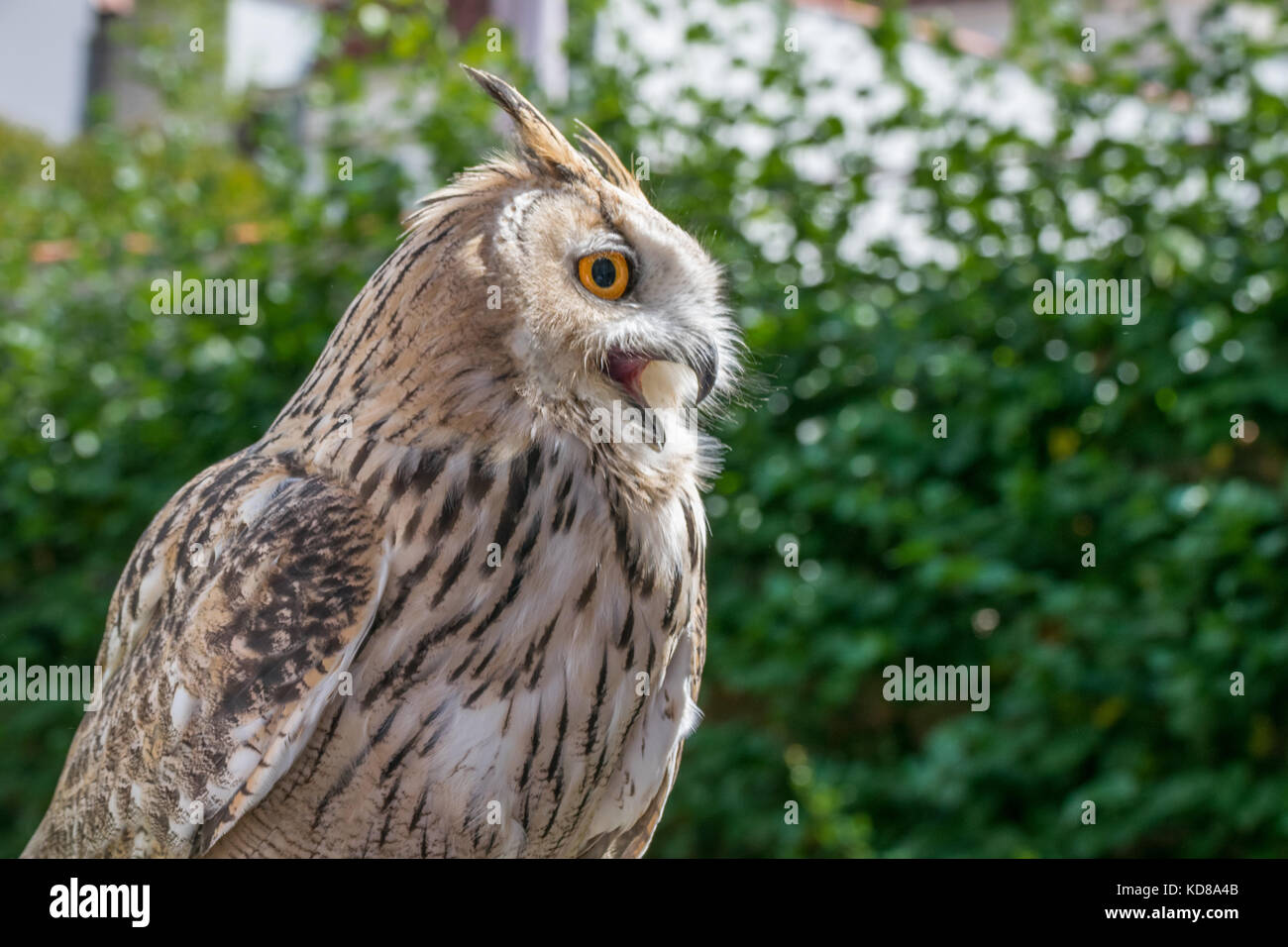 Eagle owl bird hi-res stock photography and images - Alamy