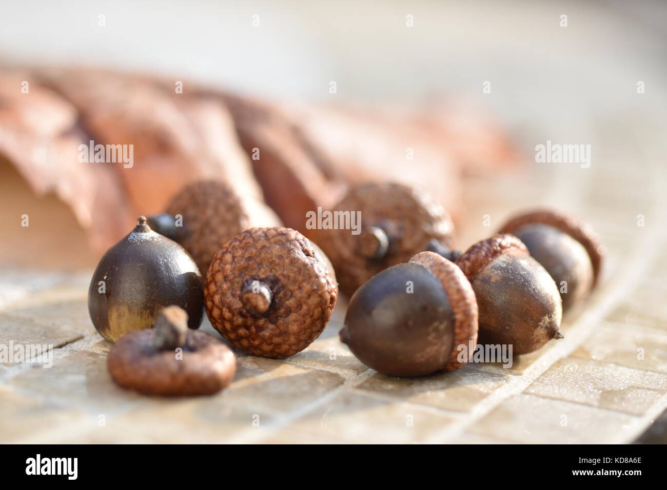 Fall acorns hi-res stock photography and images - Alamy