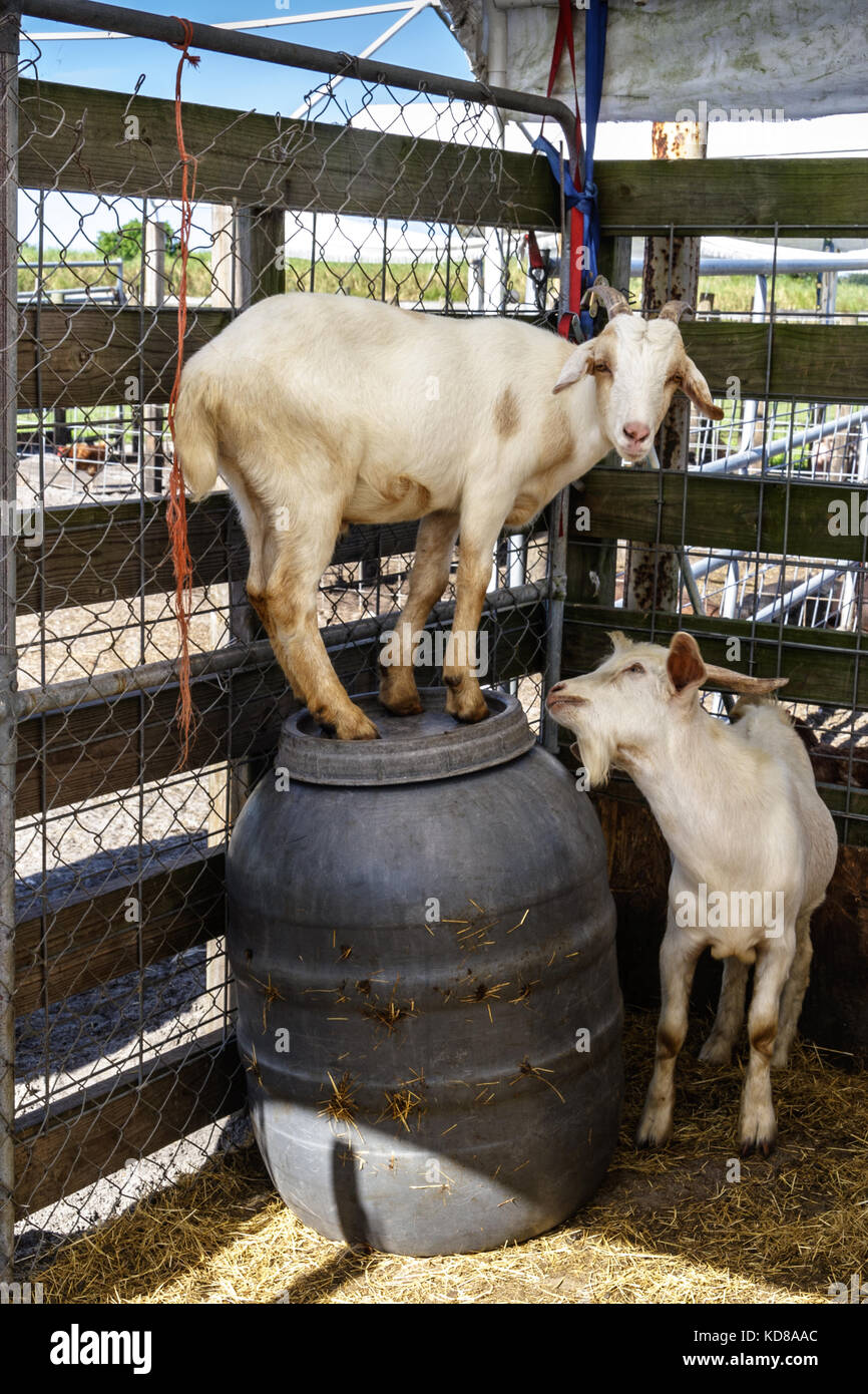 Goat Paddock High Resolution Stock Photography and Images - Alamy