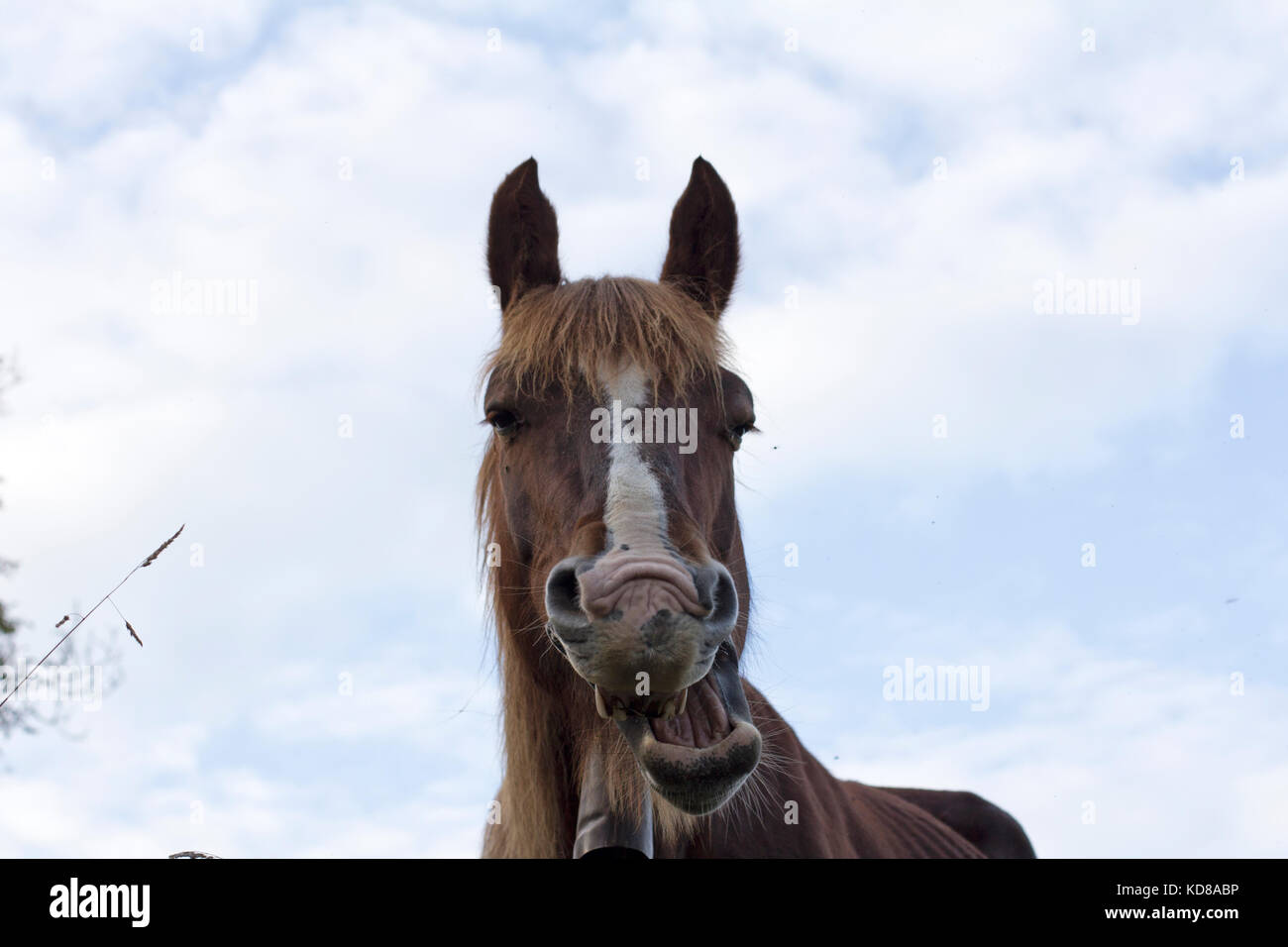 Funny horse face laughing hi-res stock photography and images - Alamy