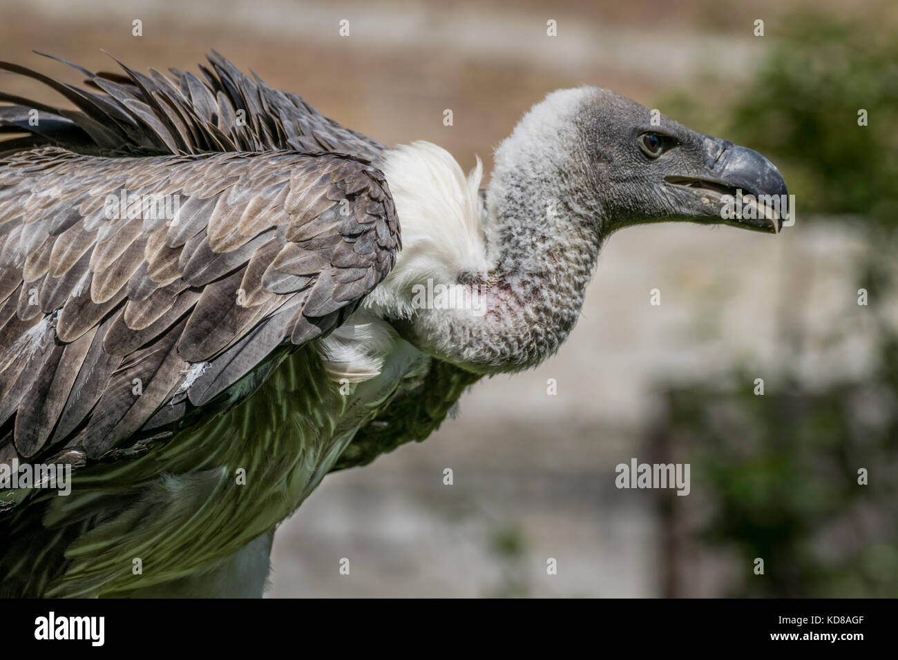 Types Of Birds Of Prey at Christy Finch blog