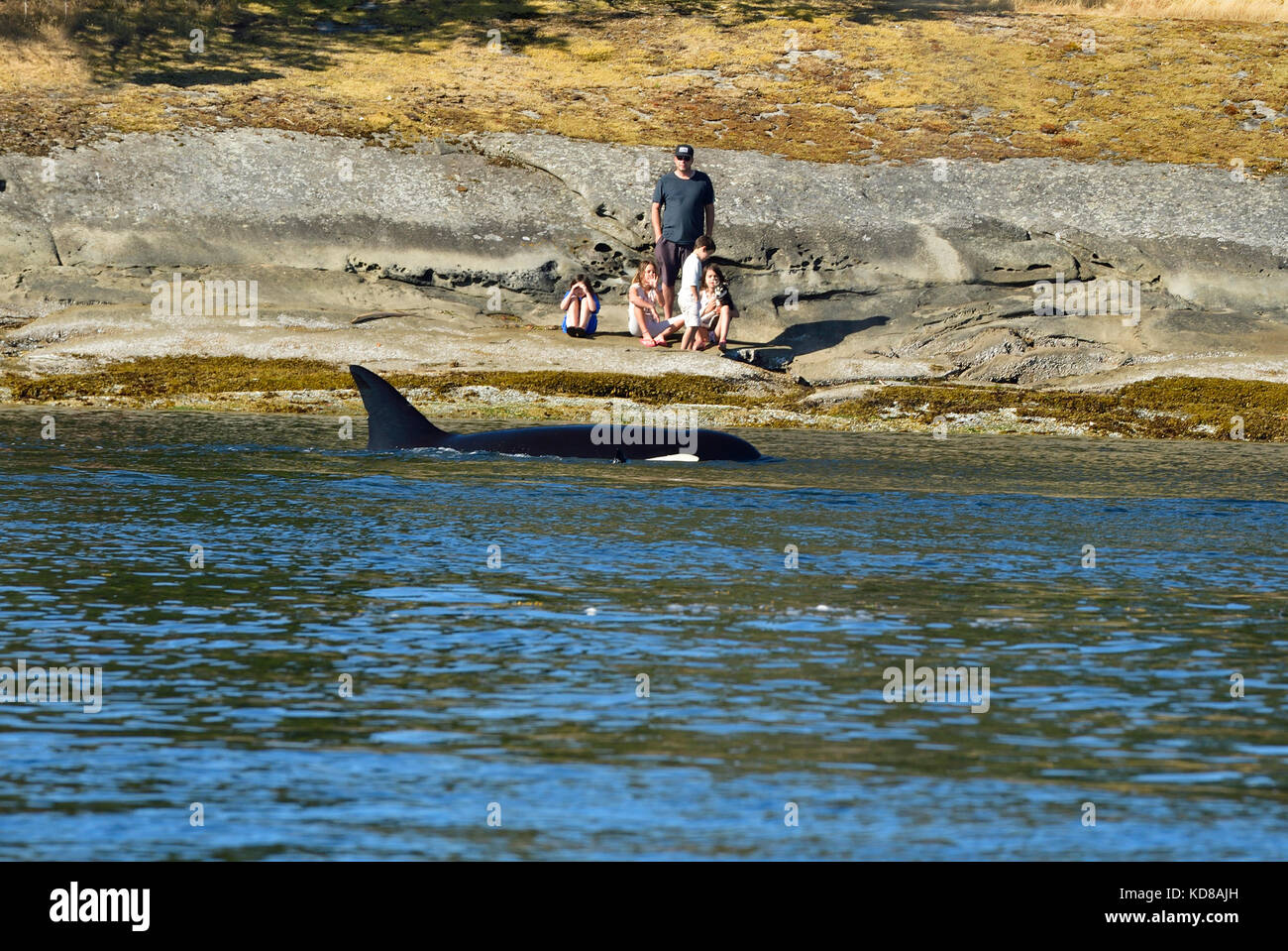 Killer Whale Hunting Stock Photos & Killer Whale Hunting Stock Images ...