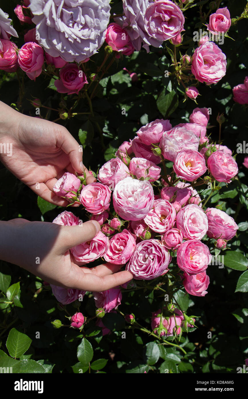 Beautiful fresh roses in hand Stock Photo - Alamy
