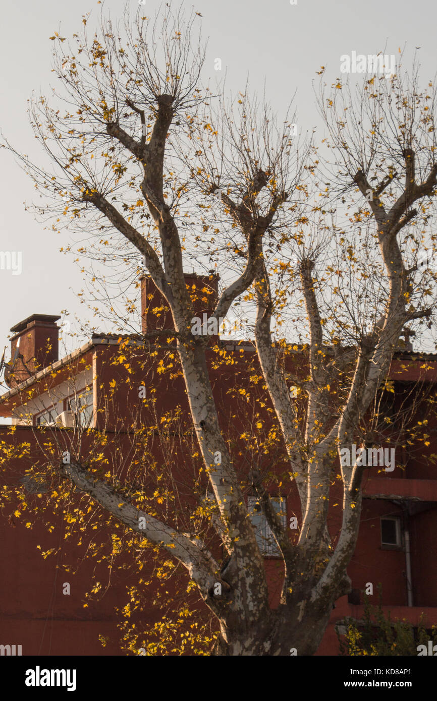 Dry tree leaf as an Autumn background Stock Photo - Alamy