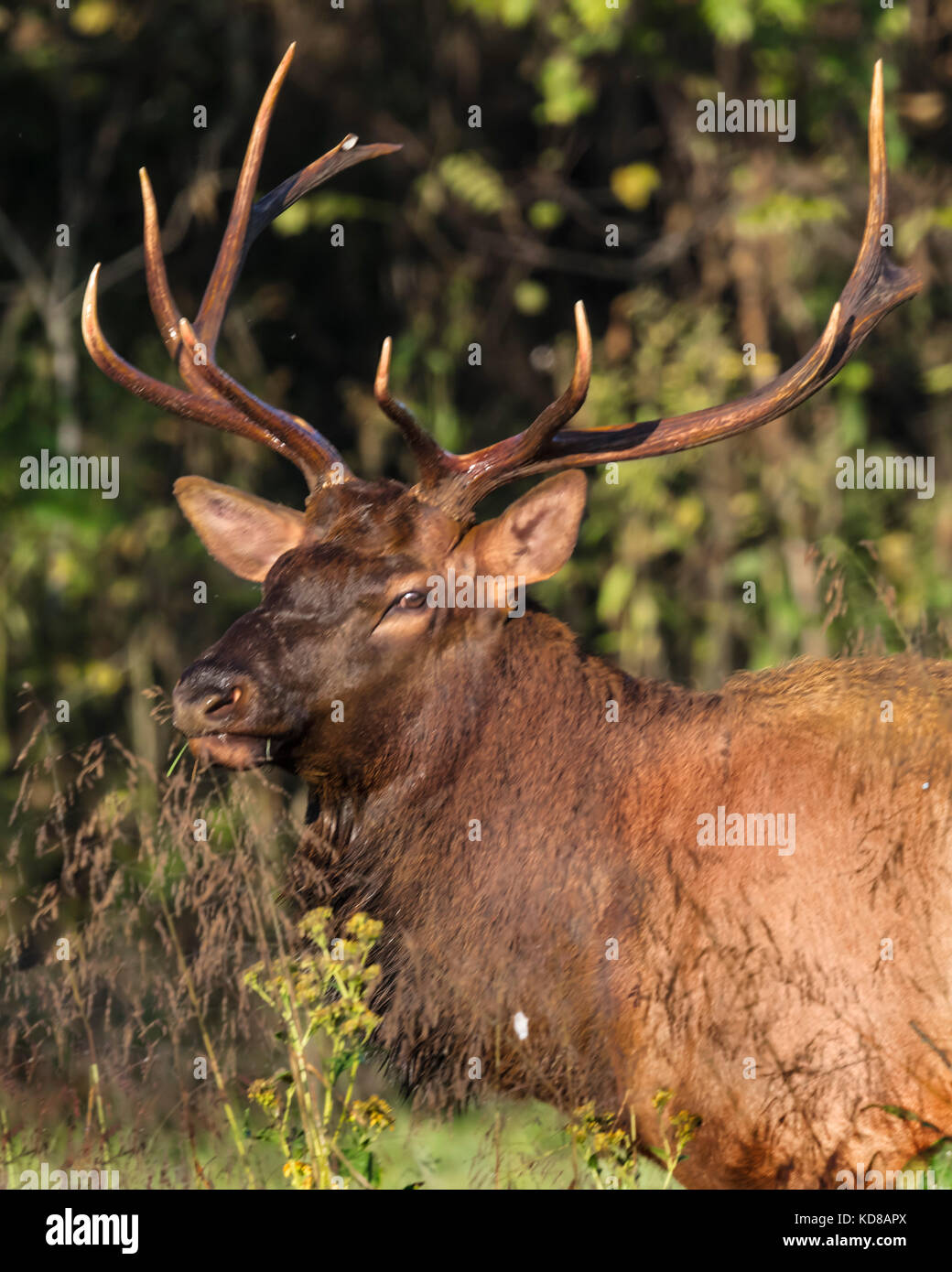 Elk bugling and grazing Stock Photo - Alamy