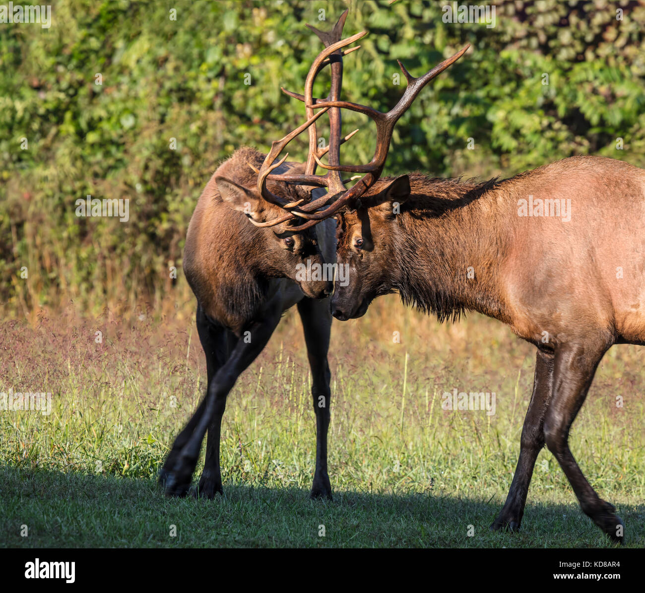 Elk bugling and grazing Stock Photo - Alamy