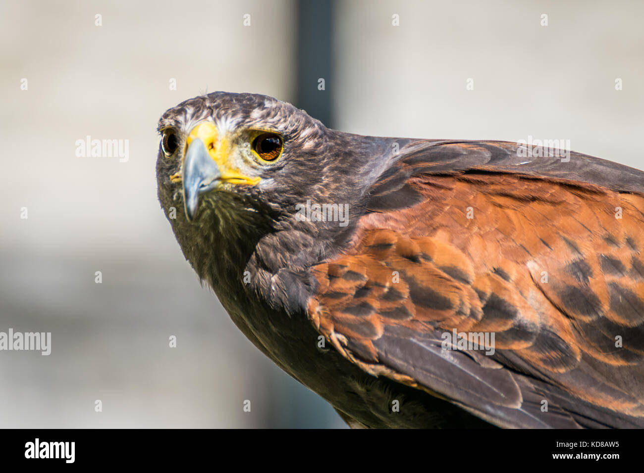 Harris hawk bird of prey close-up Stock Photo - Alamy