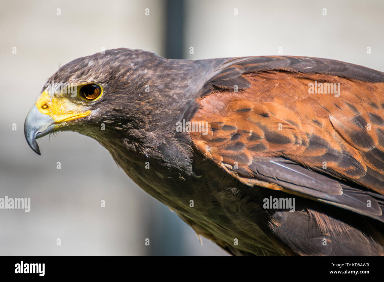 Harris hawk bird of prey close-up Stock Photo - Alamy