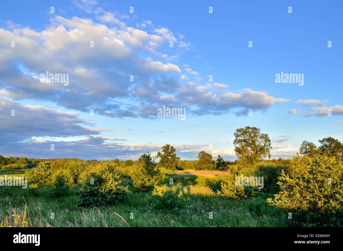 Afternoon beautiful summer landscape. Blue sky and green meadows Stock ...