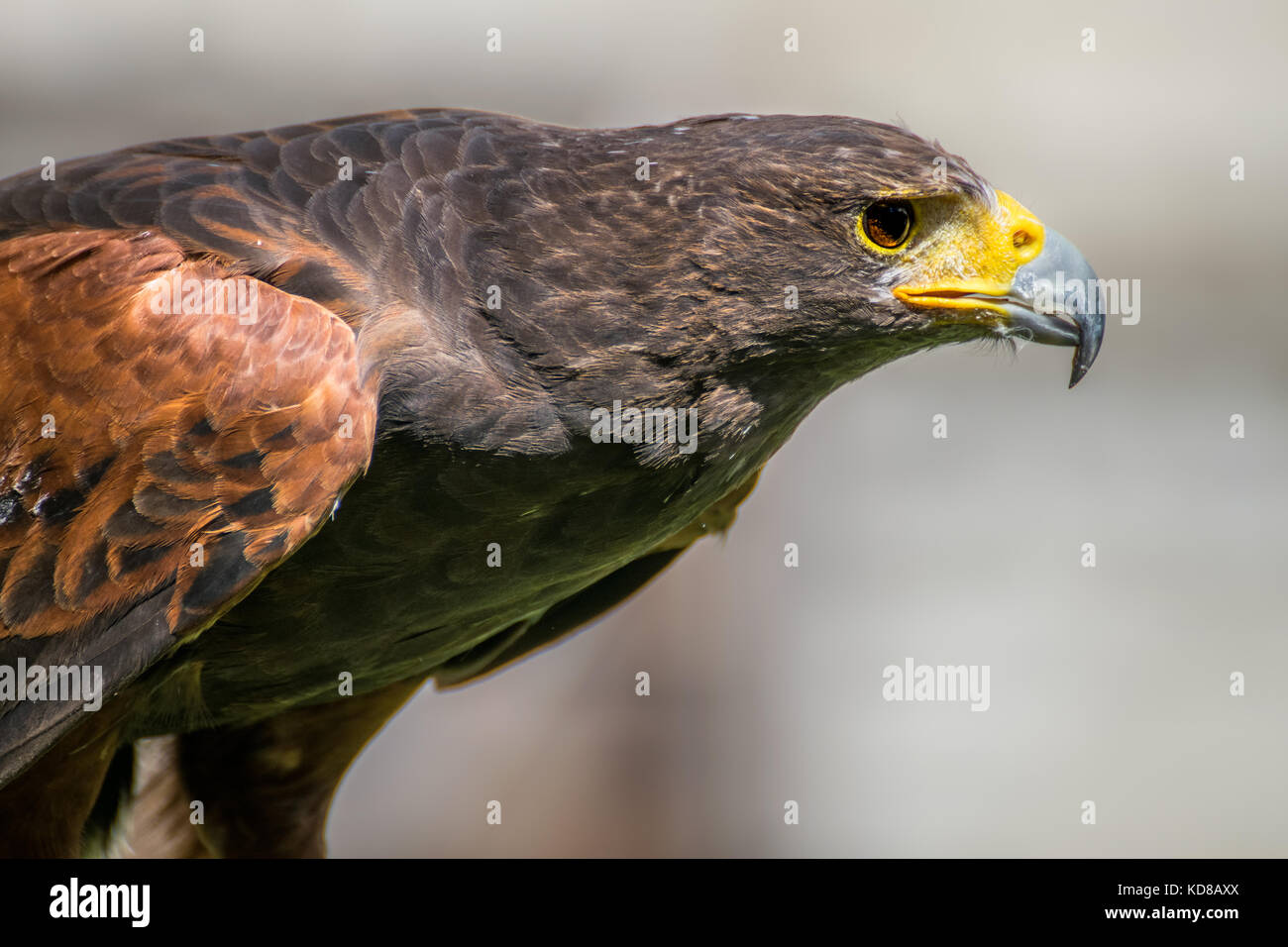 Harris hawk bird of prey close-up Stock Photo - Alamy