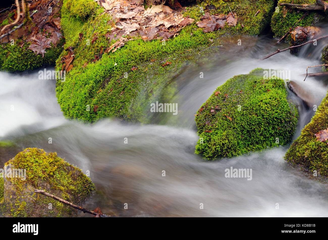 Spring vegetation and Wolf Creek in the Smoky Mountains Stock Photo - Alamy