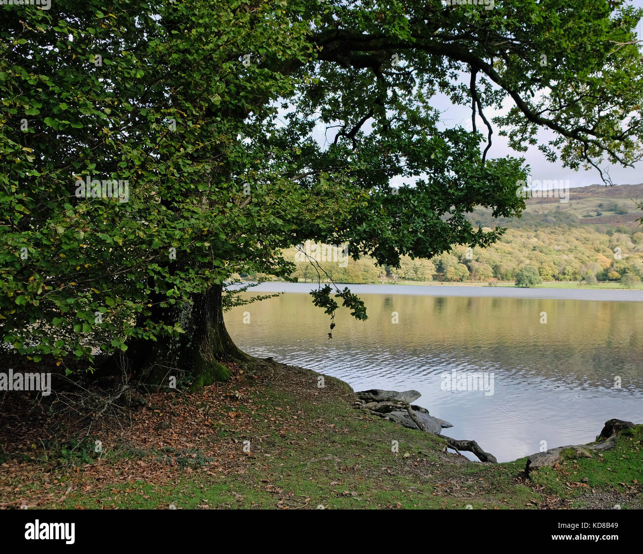 Peel island coniston water, cumbria hi-res stock photography and images ...