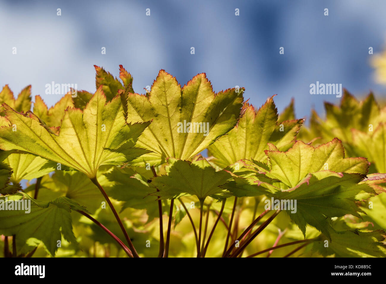 Acer shirasawanum 'Aureum' Maple tree leaves bathed in autumn sunshine ...
