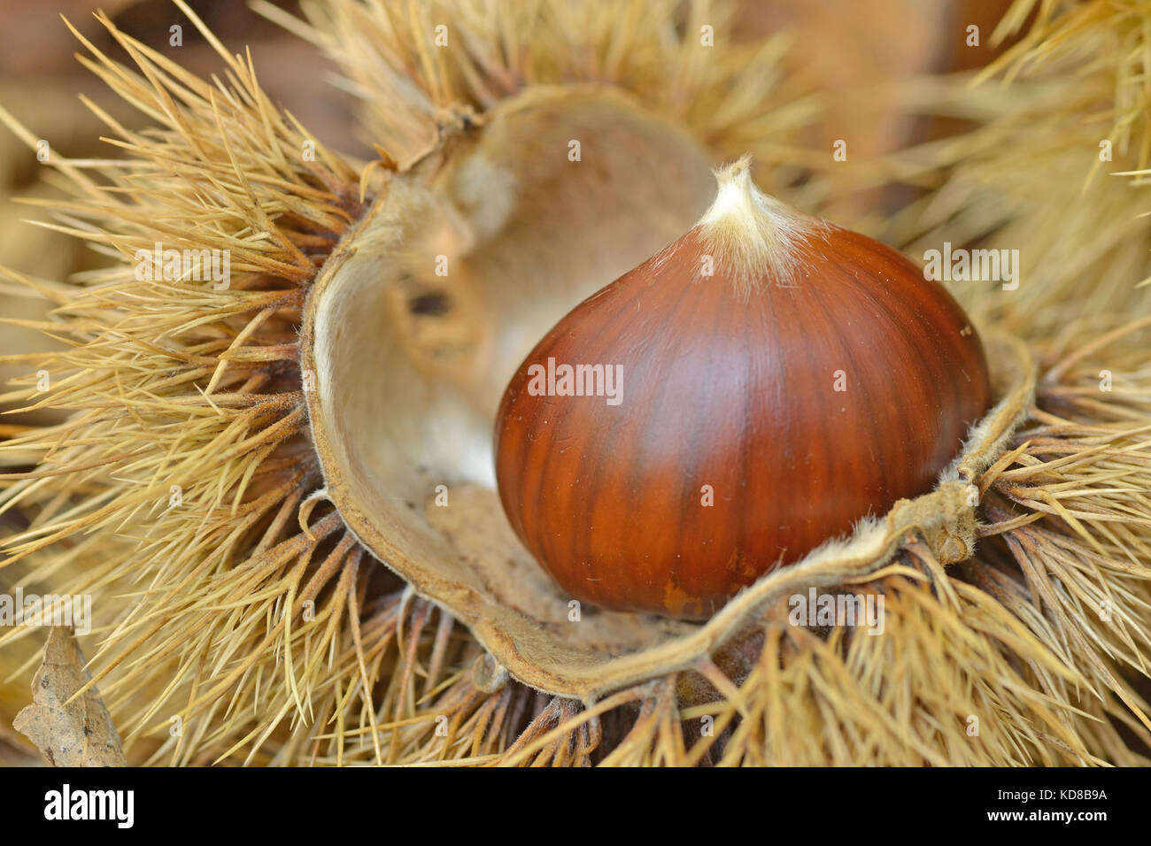 Chestnuts bur hi-res stock photography and images - Alamy