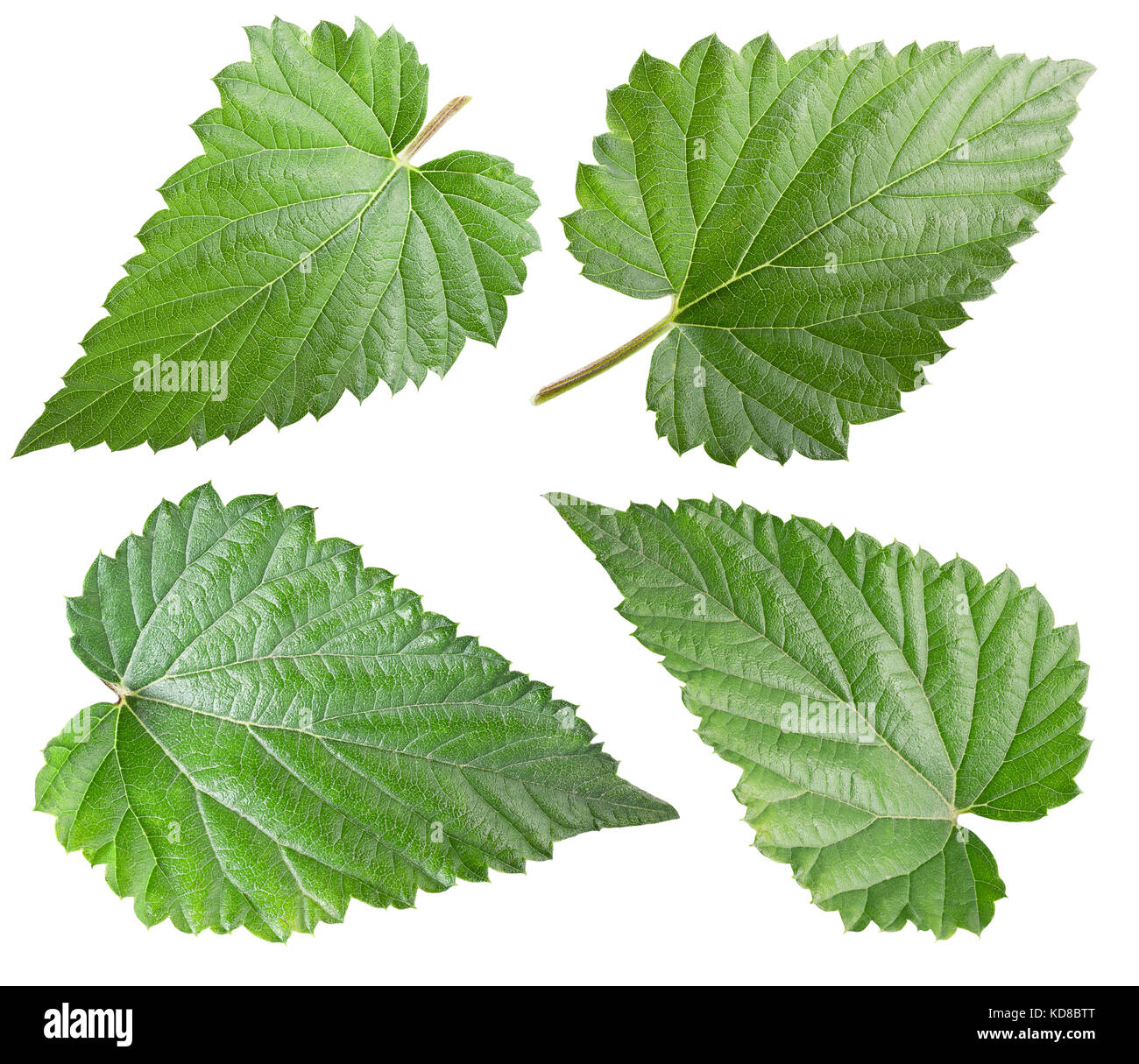 green hops leaves isolated on a white background Stock Photo - Alamy