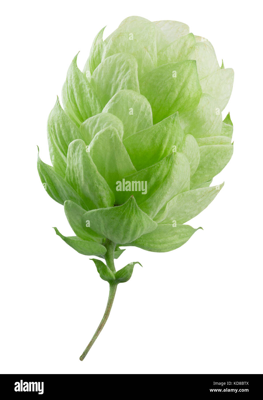 green hops isolated on a white background Stock Photo - Alamy