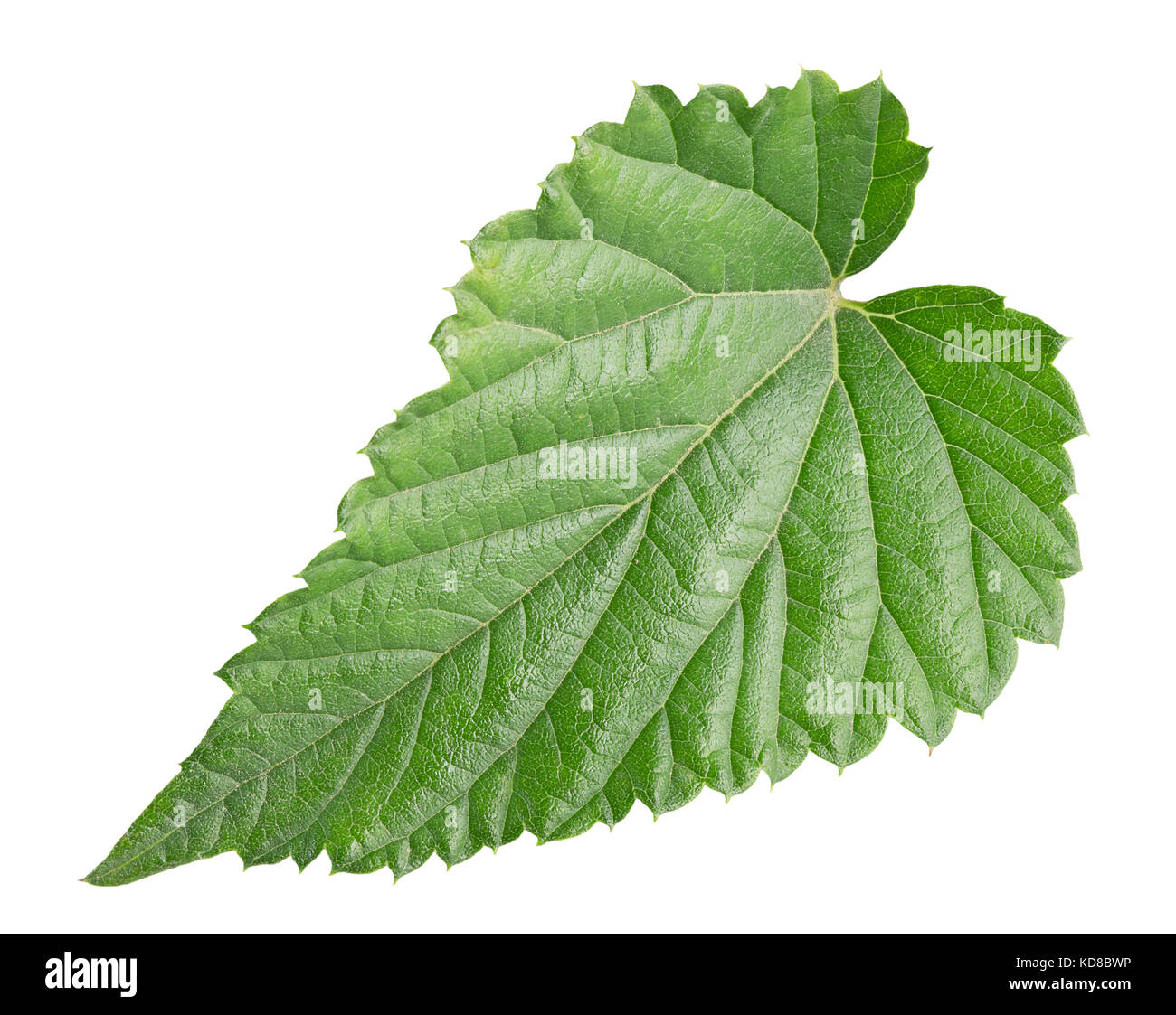 hops leaf isolated on a white background Stock Photo - Alamy