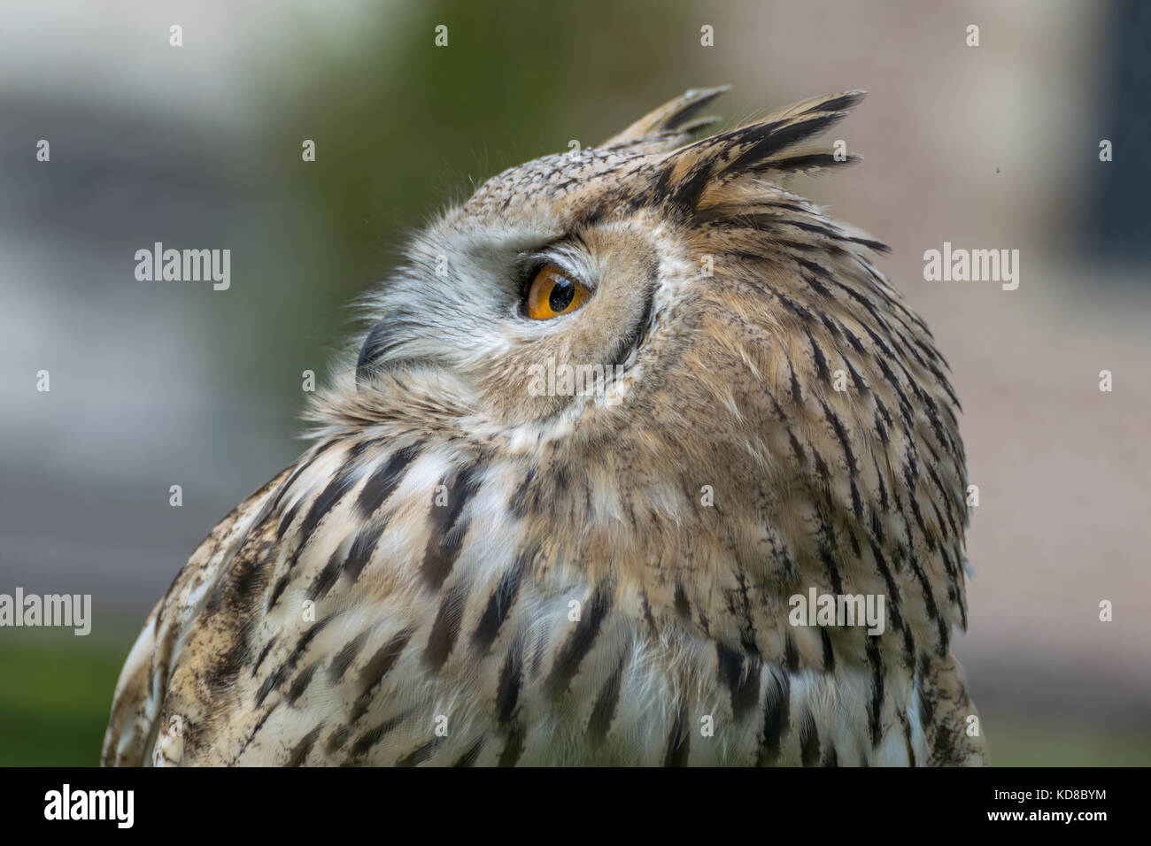 Eagle owl bird of prey close-up Stock Photo - Alamy