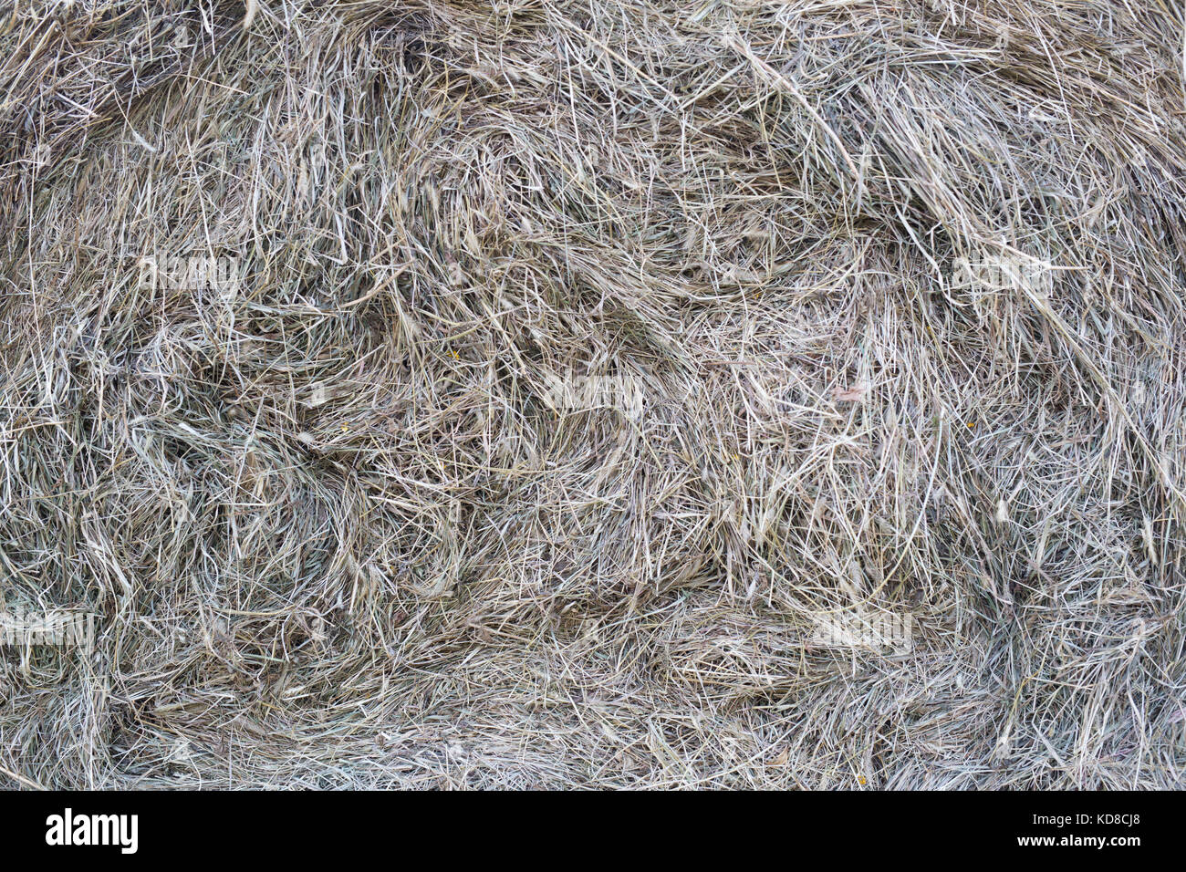 Grass texture overlay hi-res stock photography and images - Alamy