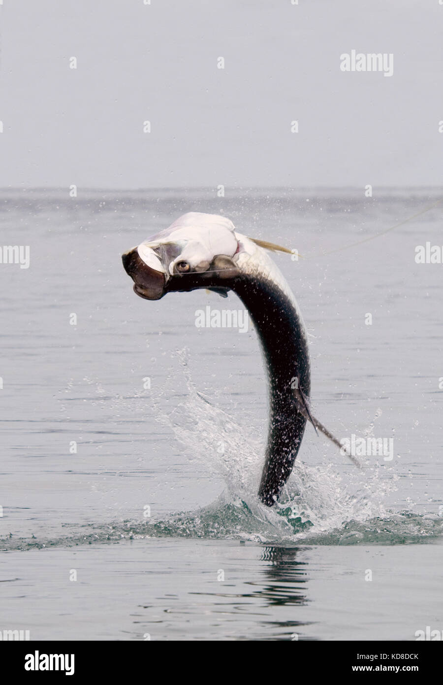A jumping tarpon caught while fly fishing the Florida Keys near ...