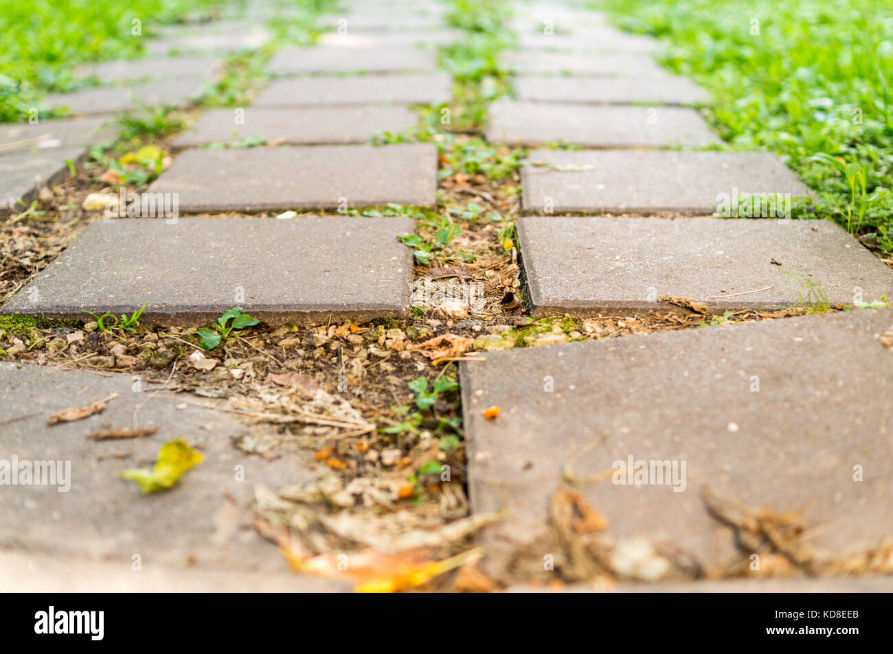 path of concrete tiles in garden at summer. background Stock Photo - Alamy