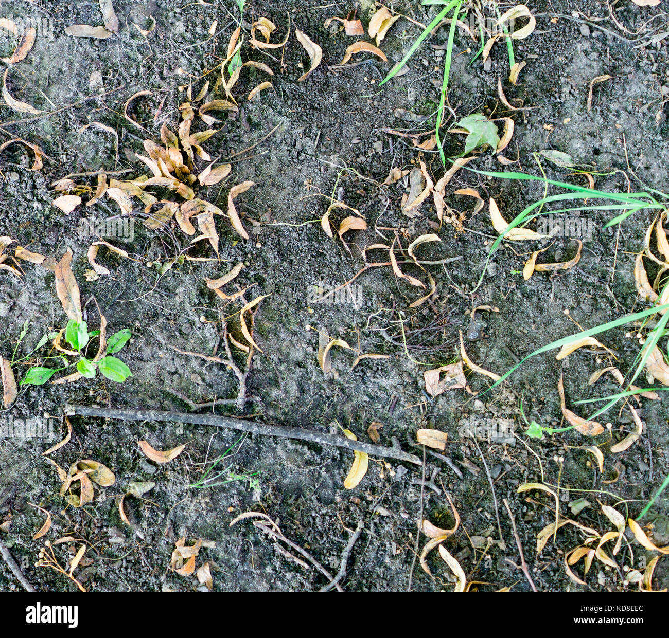 autumn ground with leaves and seeds. background, texture Stock Photo ...