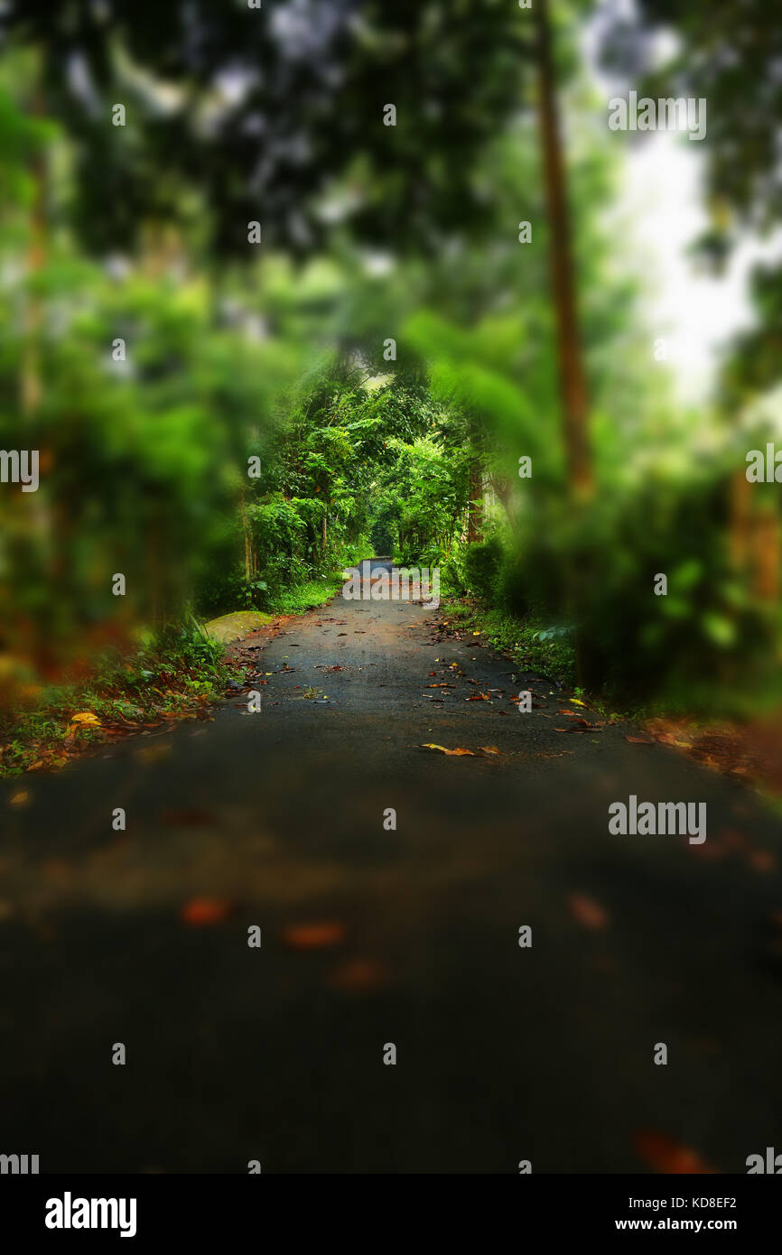 Beautiful pathway in green forest Stock Photo - Alamy