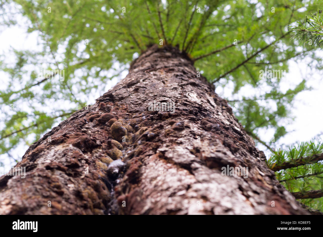tree trunk with crown in the summer forest. nature, background Stock ...