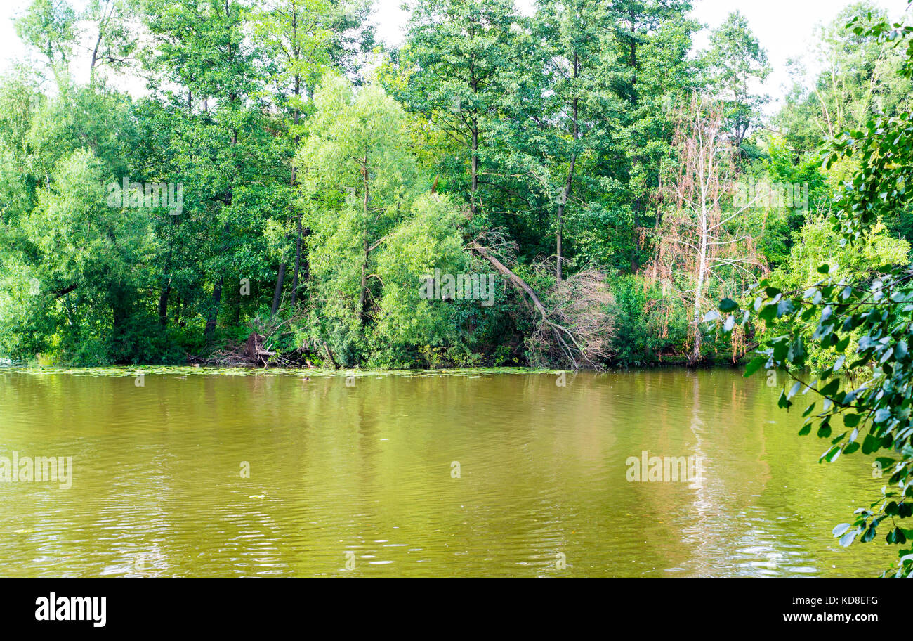 pond in the forest at summer. background, nature Stock Photo - Alamy
