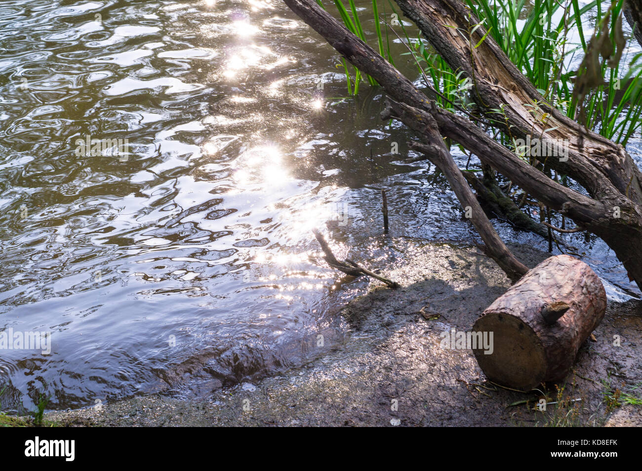 tree with log near the forest river at summer. background, nature Stock ...