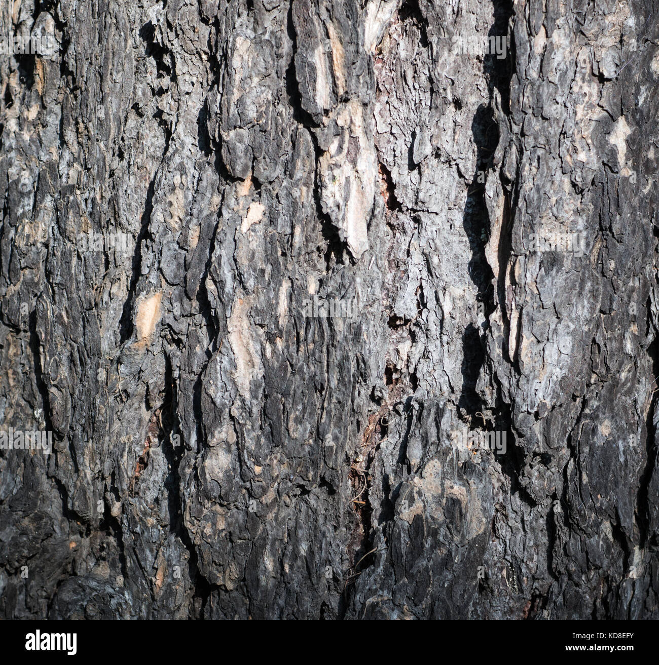 gray tree bark texture of a pine trunk. closeup, texture, background ...