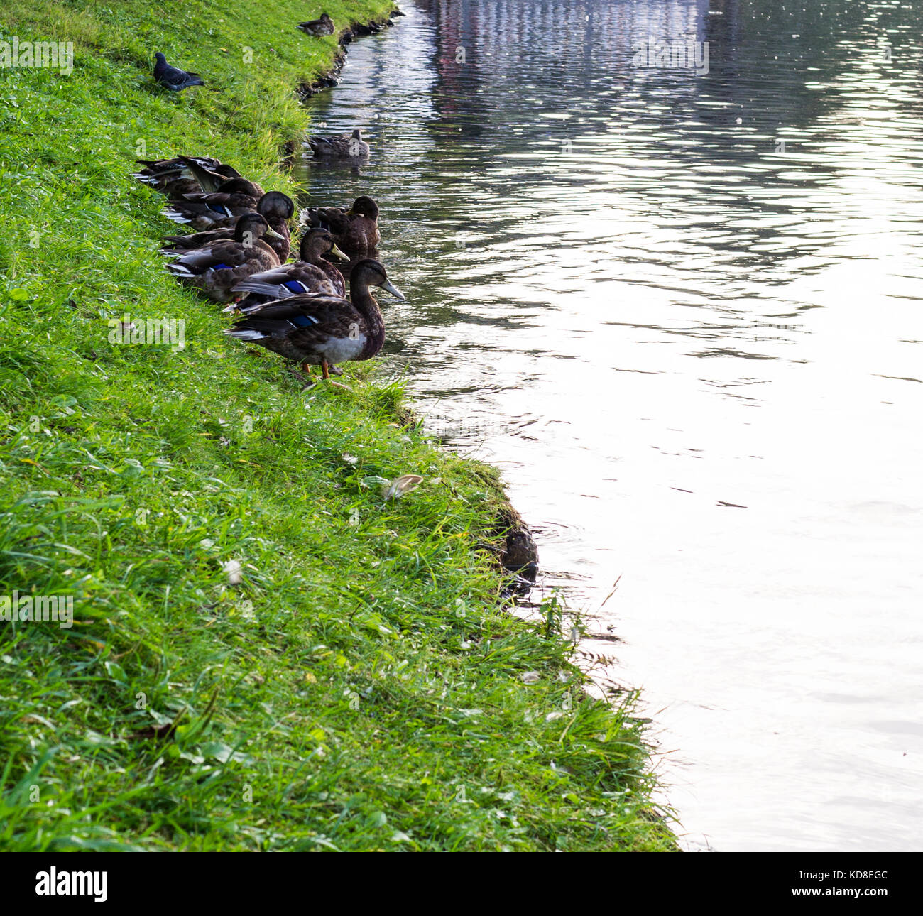 ducks on the lake at summer evening. background, texture Stock Photo ...