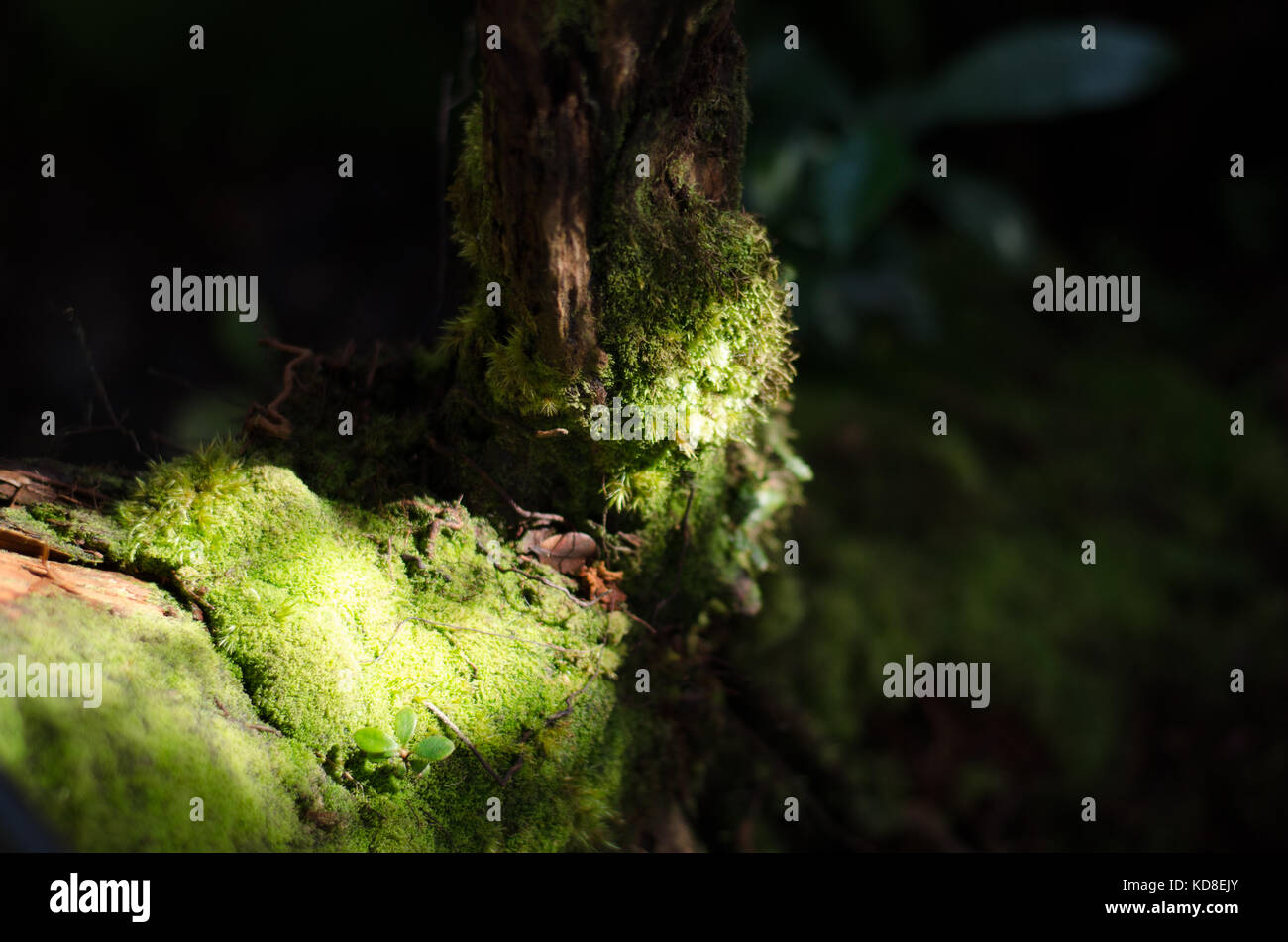 Choosing A side Stock Photo - Alamy